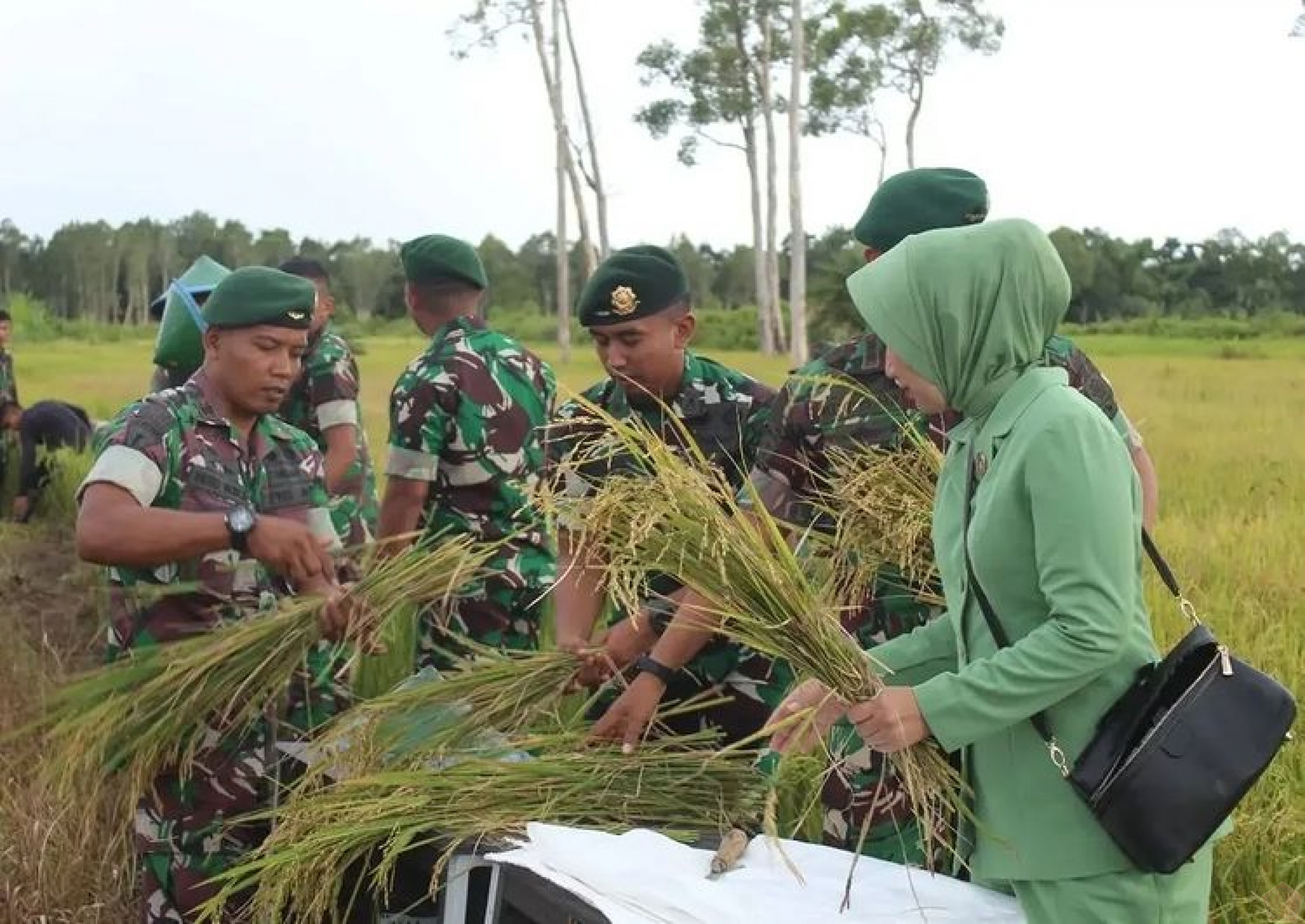 Manfaatkan Lahan Kosong, Yonif R 755 Kostrad Panen Raya Padi | Website ...