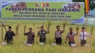 Panen Perdana Padi Tanam Sebatang di Nagari Selayo Kodim 0309/Solok
