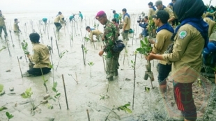 Brigif-3 Marinir Dengan Unila Tanam 2016 Bibit Mangrove | Website ...